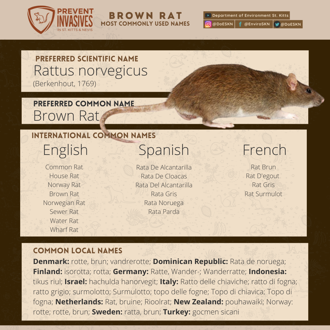 Caribbean Invasive Alien Species Network Caribbean Invasive Alien Species Network
